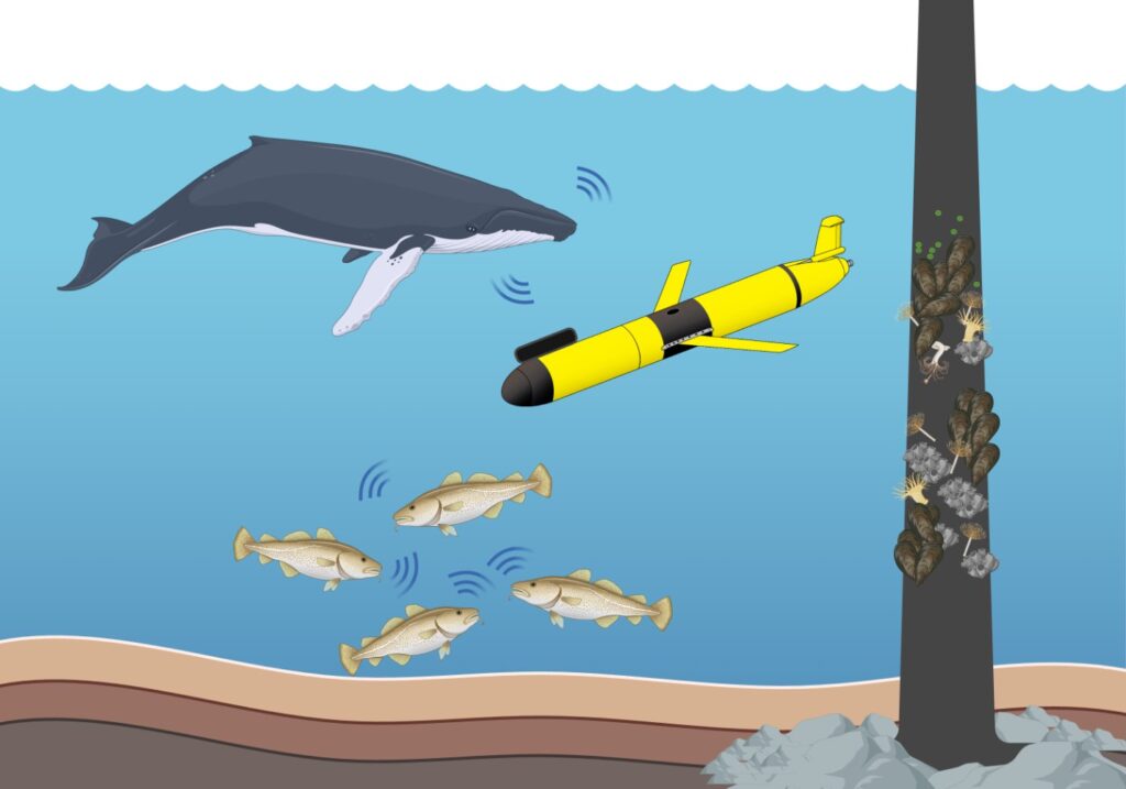 Monitoring Cod Spawning in wind farms – Rutgers Offshore Wind Living ...